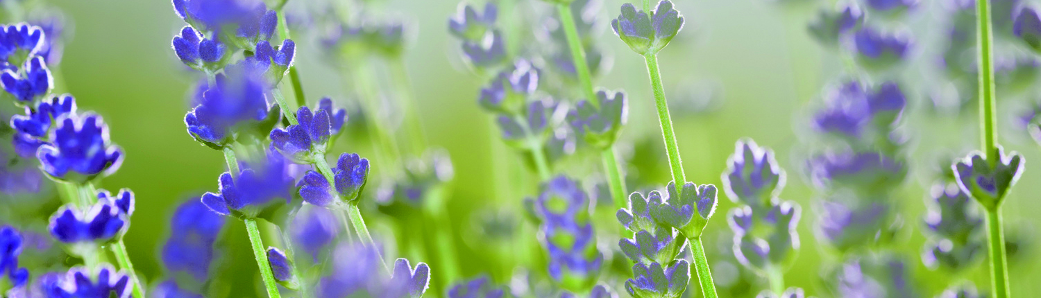 Naturheilpraxis Heilpraktikerin Caroline Wunderlich